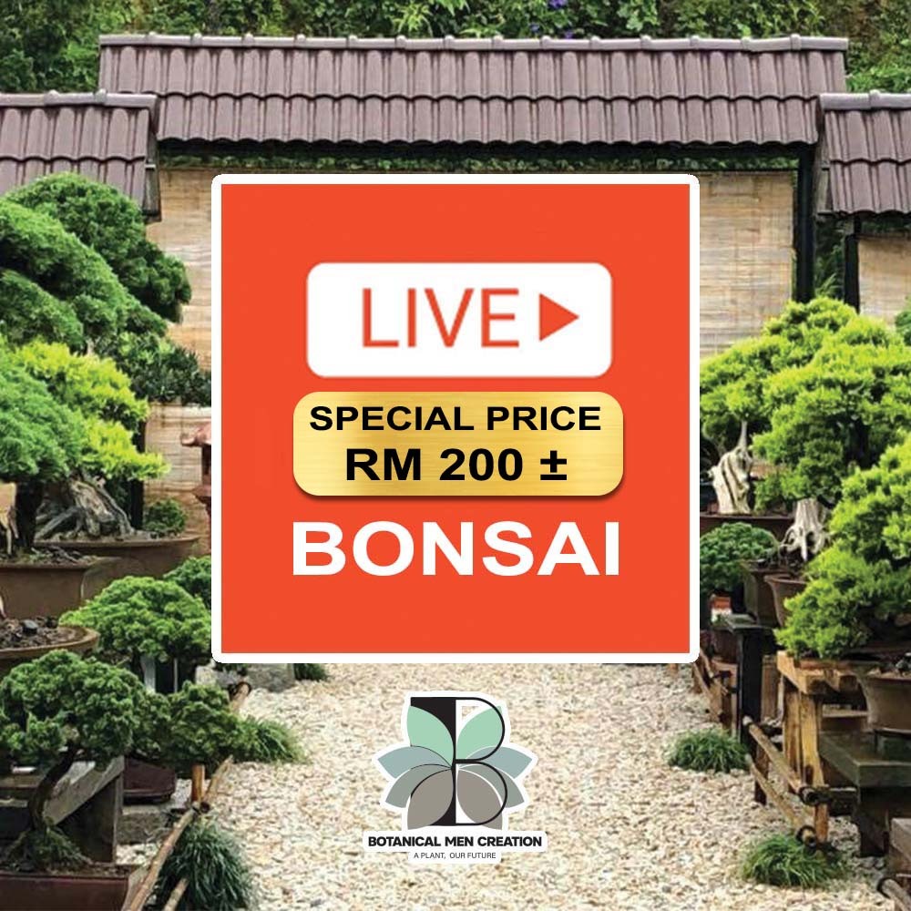 BMC LIVE STREAMING PRICE RM200 ABOVE LIVE ONLY (BONSAI) | Shopee Malaysia