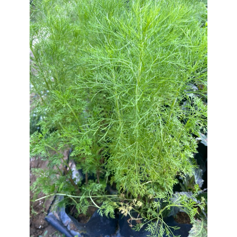 Dill pokok lumut : kedai sayur rawang | Shopee Malaysia