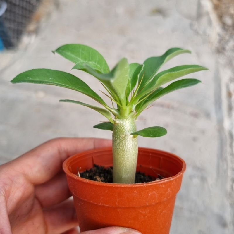 Live succulent plant Pachypodium (pot size 5cm) ready stock 多肉植物 ...