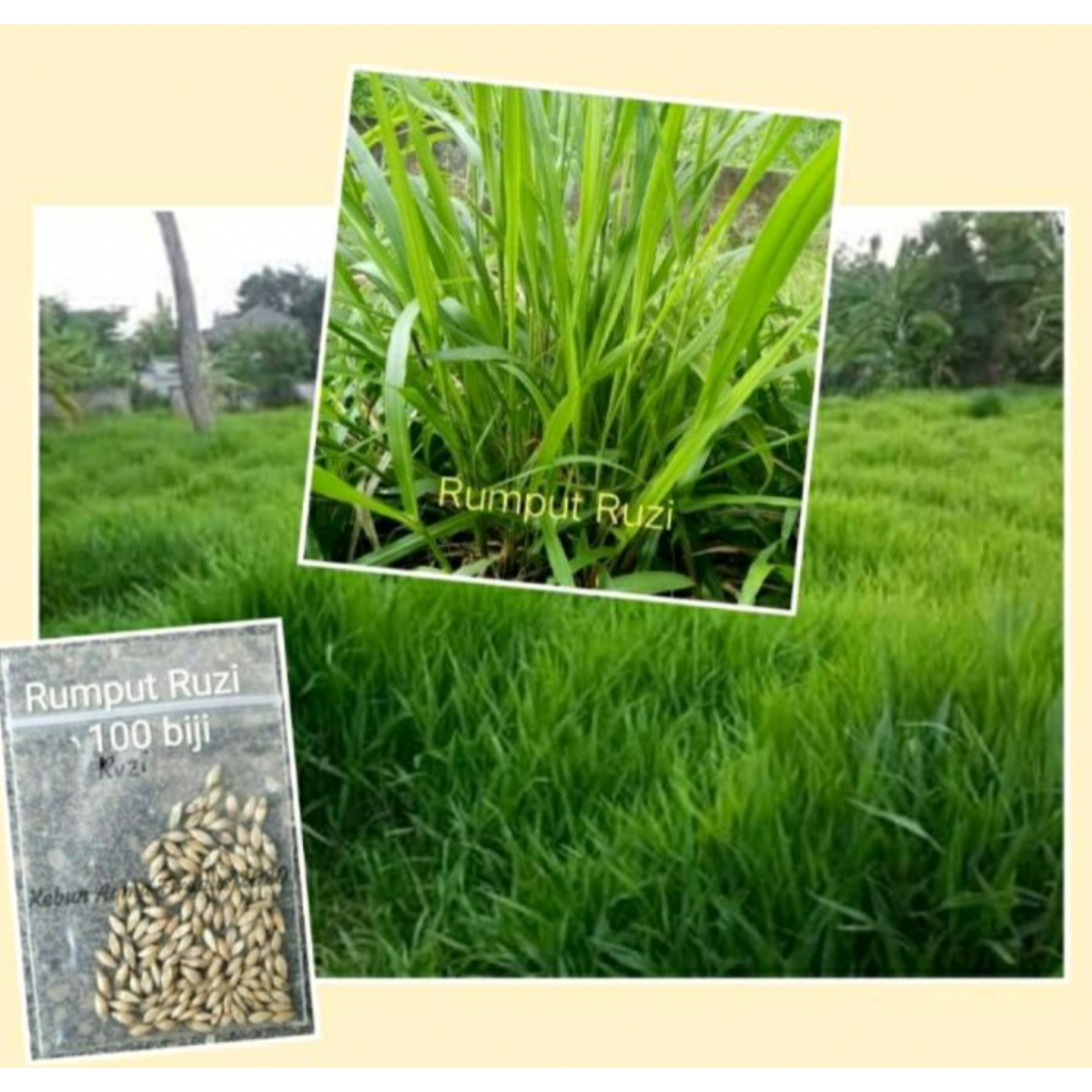 Benih Segar 100 Biji BENIH RUMPUT RUZI | RUZI GRASS SEED | BRACHIARIA ...