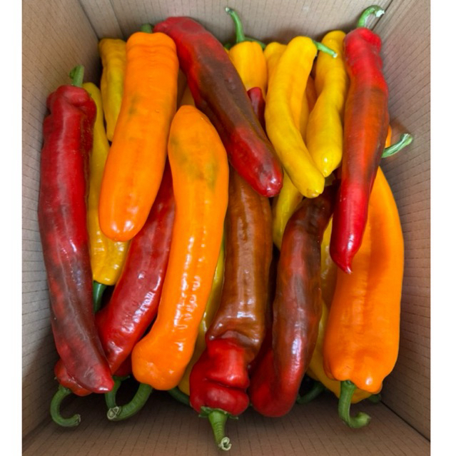 *NEW* [1kg] SWEET PALERMO/SWEET PEPPER CILI MANIS 甜椒 Mix Colour ...