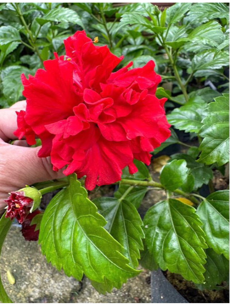 【LSG】BUNGA RAYA 大红花 pokok tahan panas | Hibiscus Rosa Sinensis🌺 live ...