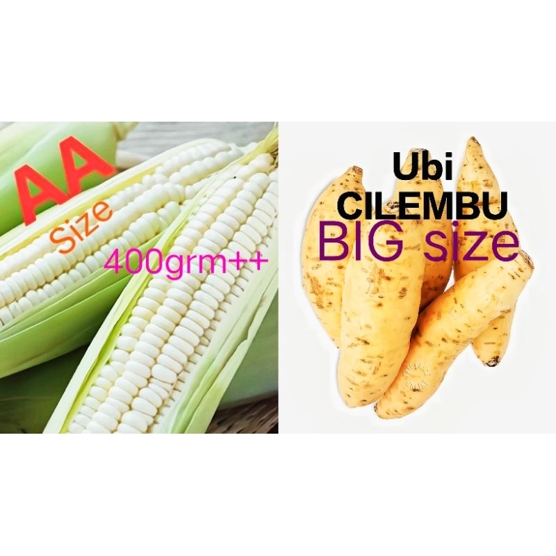 AA size Jagung susu 5 batang + Ubi cilembu 1kg | Shopee Malaysia