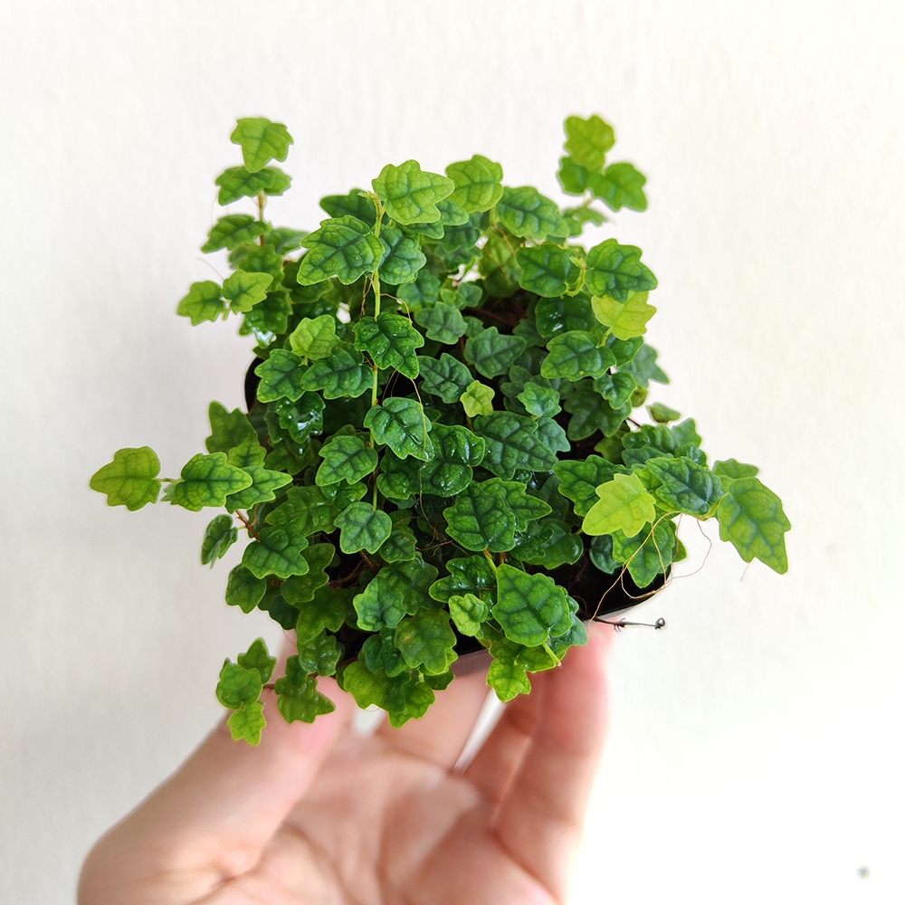 Ficus Pumila Quercifolia, potted ficus pumila quercifolia with stable ...