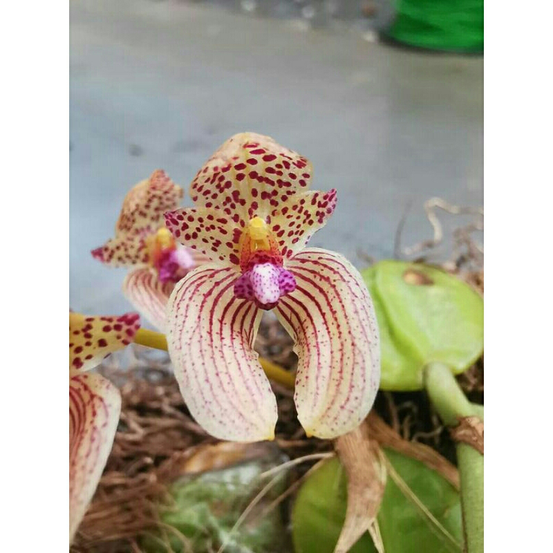 Orchid Bulbophyllum anceps (cute bulb nice flowers) | Shopee Malaysia