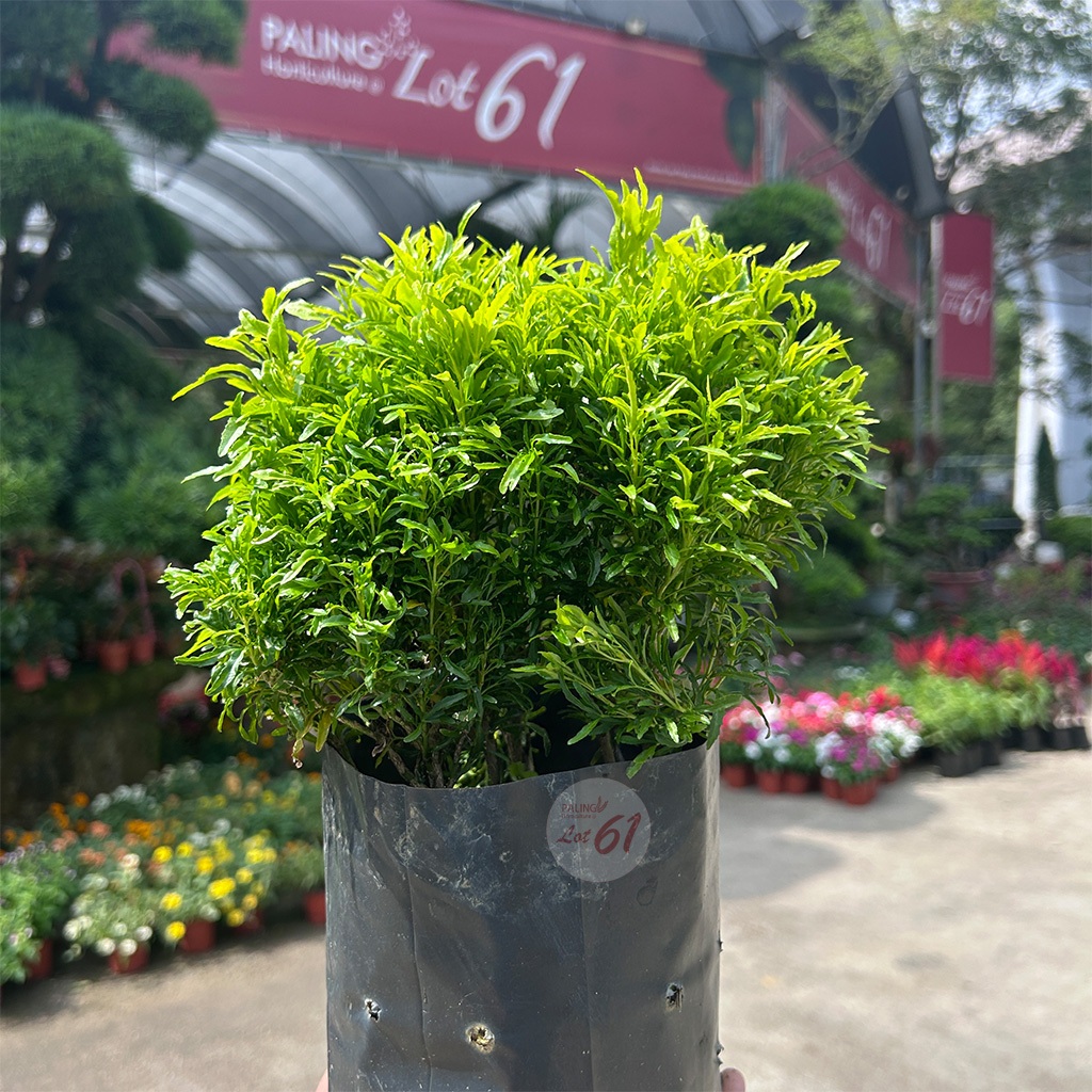 [Paling Horticulture Sdn Bhd] Euodia Ridleyi 一桶金 l Pokok Landscape l ...