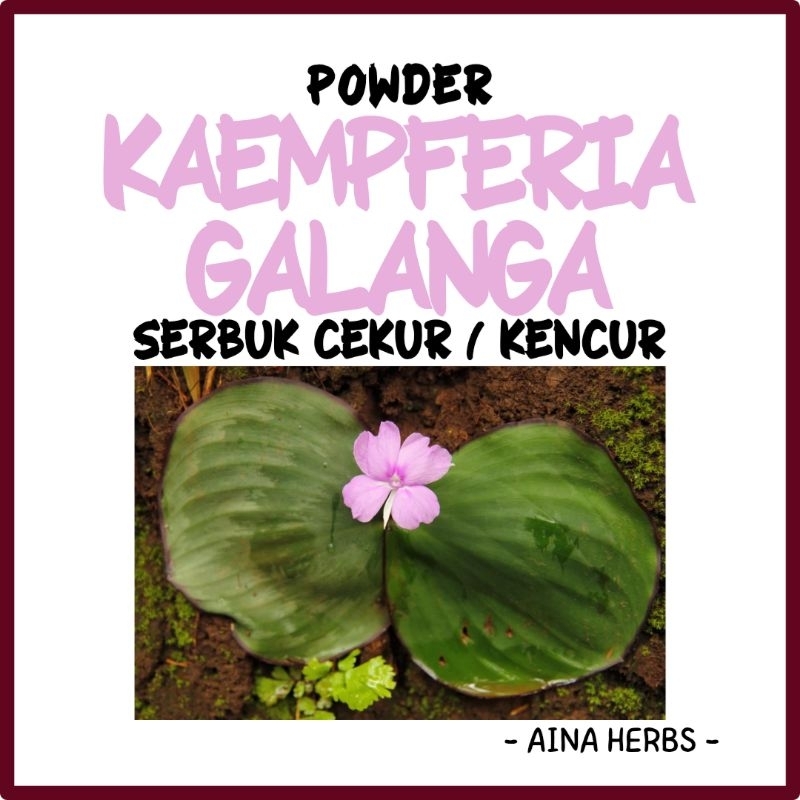HSK [50g] SERBUK CEKUR KENCUR DALAM BOTOL | KAEMPFERIA GALANGA POWDER ...
