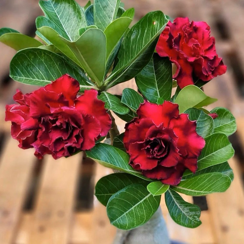 ADENIUM THAI REAL LIVE PLANT MULTI LAYER (POKOK BUNGA KEMBOJA RARE ID ...