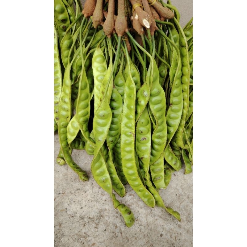 petai fresh sepapan rm2 | Shopee Malaysia