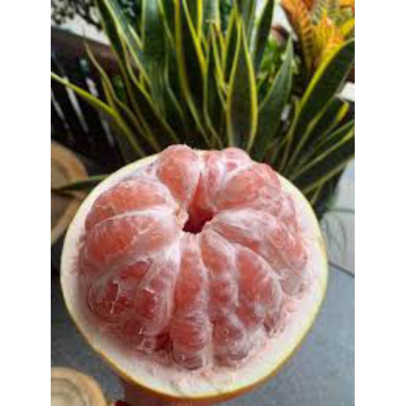 Bali Isi Merah Sedapp!!(Buah Bali) | Shopee Malaysia