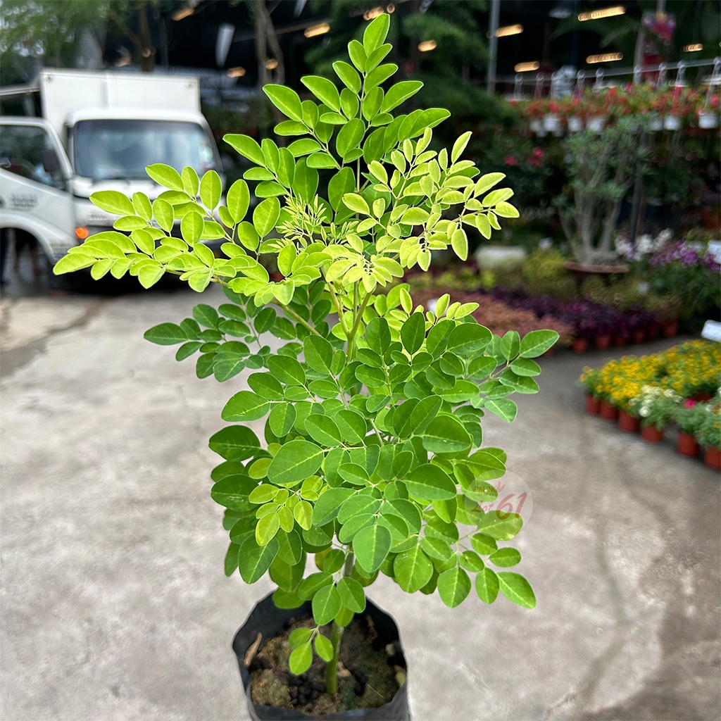 [Paling Horticulture Sdn Bhd] Anak pokok Moringa 辣木树苗 / Pokok Kelor ...