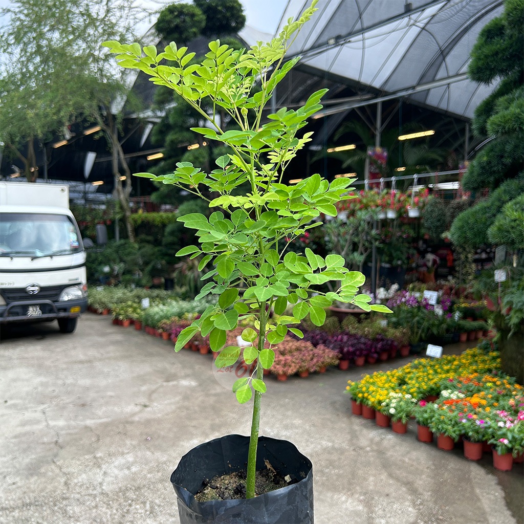 [Paling Horticulture Sdn Bhd] Anak pokok Moringa 辣木树苗 / Pokok Kelor ...