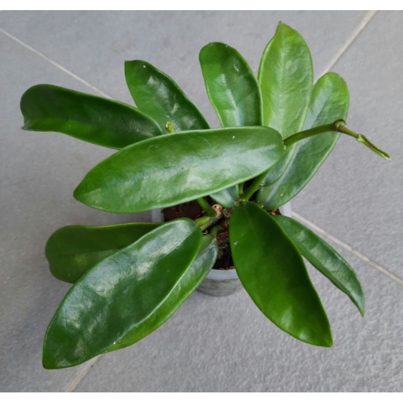 Hoya Meliflua Plant Cutting | Shopee Malaysia