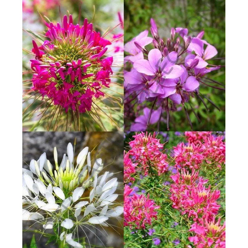 Cleome seeds / bunga labah labah / spiderworst | Shopee Malaysia