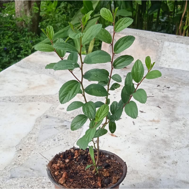 POKOK BIDARA DURI SAIZ BESAR RIMBUN + BAJA KOPI / BIDARA ARAB / BIDARA ...