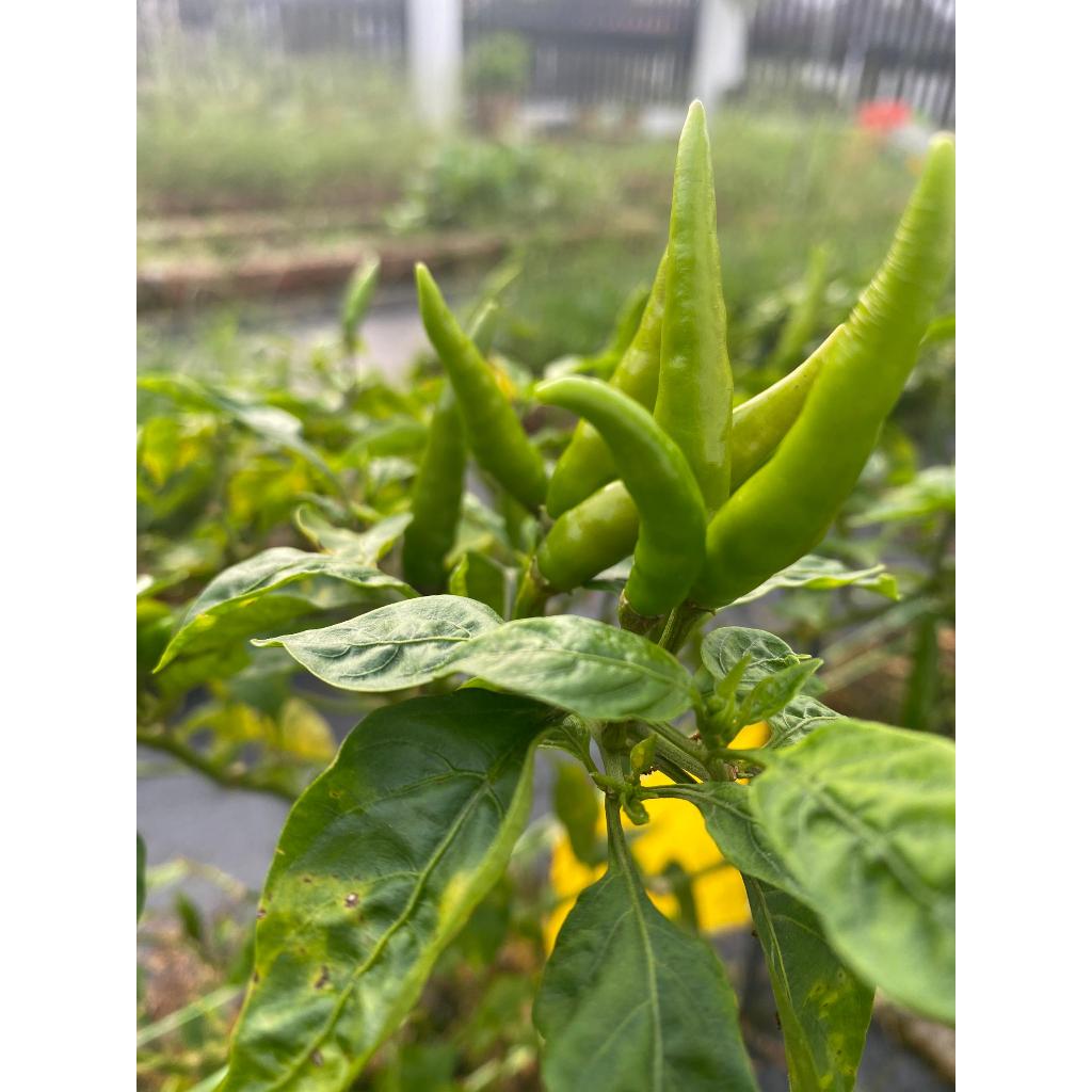 Benih Cili Padi Panjang / Cili Padi Thai Seed | Shopee Malaysia