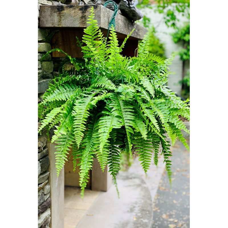 Boston Fern ( 1 anak pokok ) pokok paku pakis Boston | Shopee Malaysia