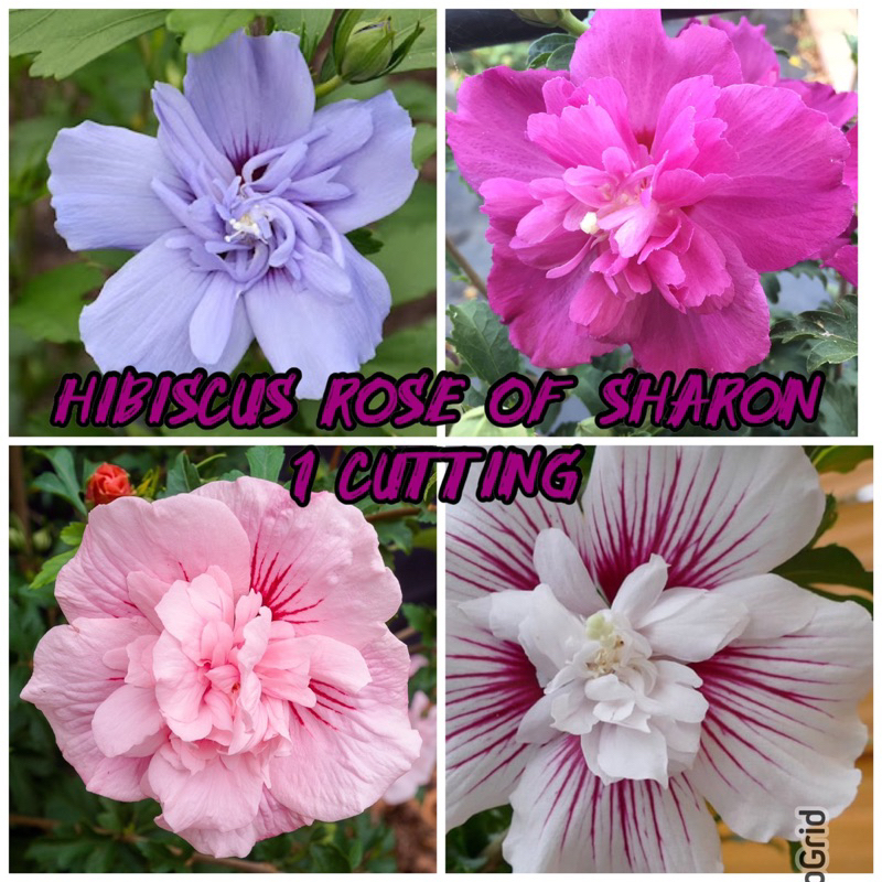 Keratan Bunga Raya CHIFFON RARE { Rose Of Sharon ) | Shopee Malaysia
