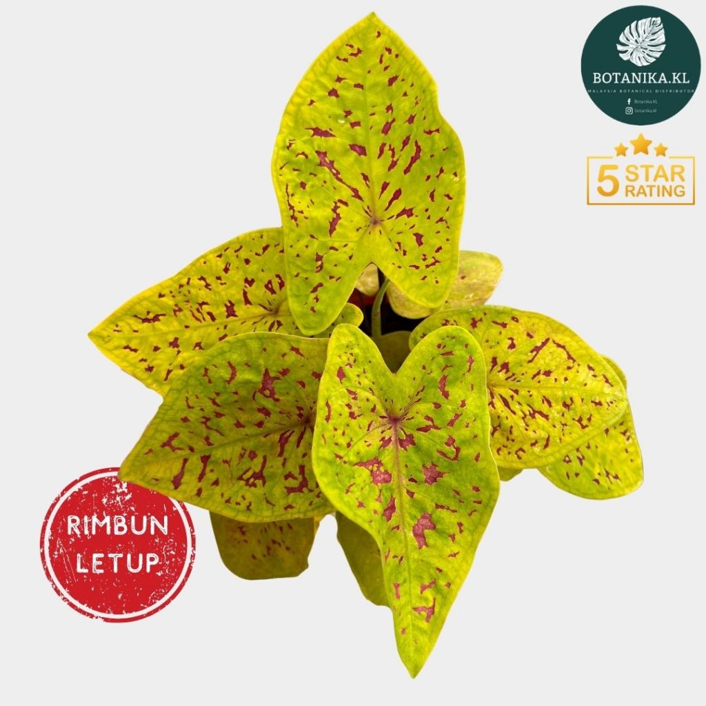 [Botanika.KL] Rimbun Letup Caladium Sparkle🍀 Pokok Keladi Hidup Sparkle ...