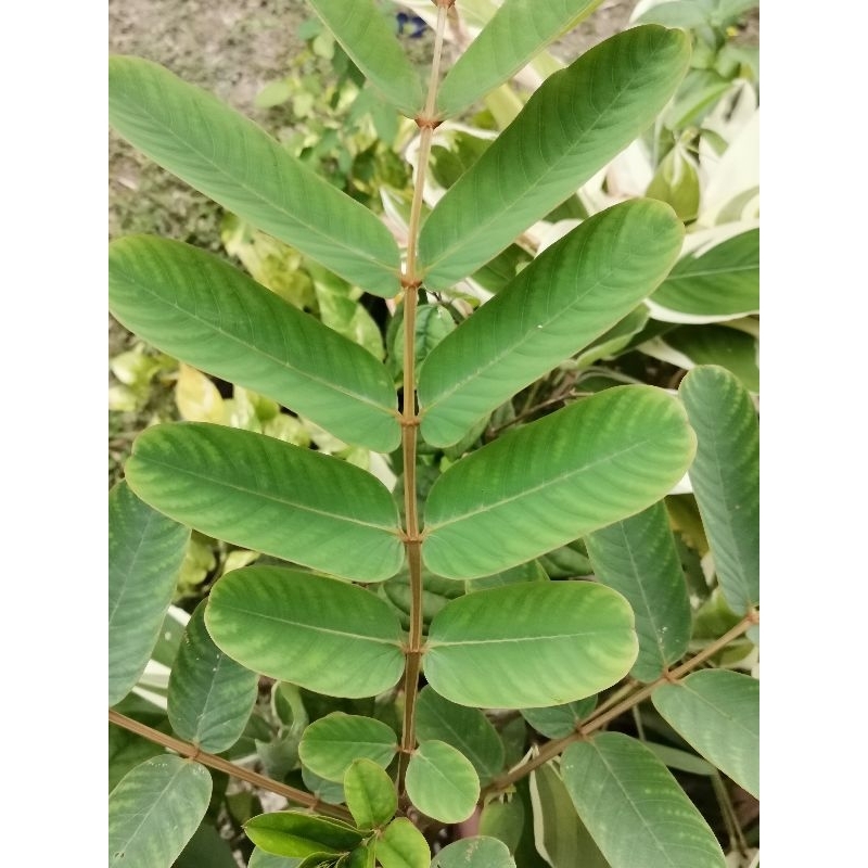 Daun Gelenggang Fresh dari pokok 40pcs | Shopee Malaysia