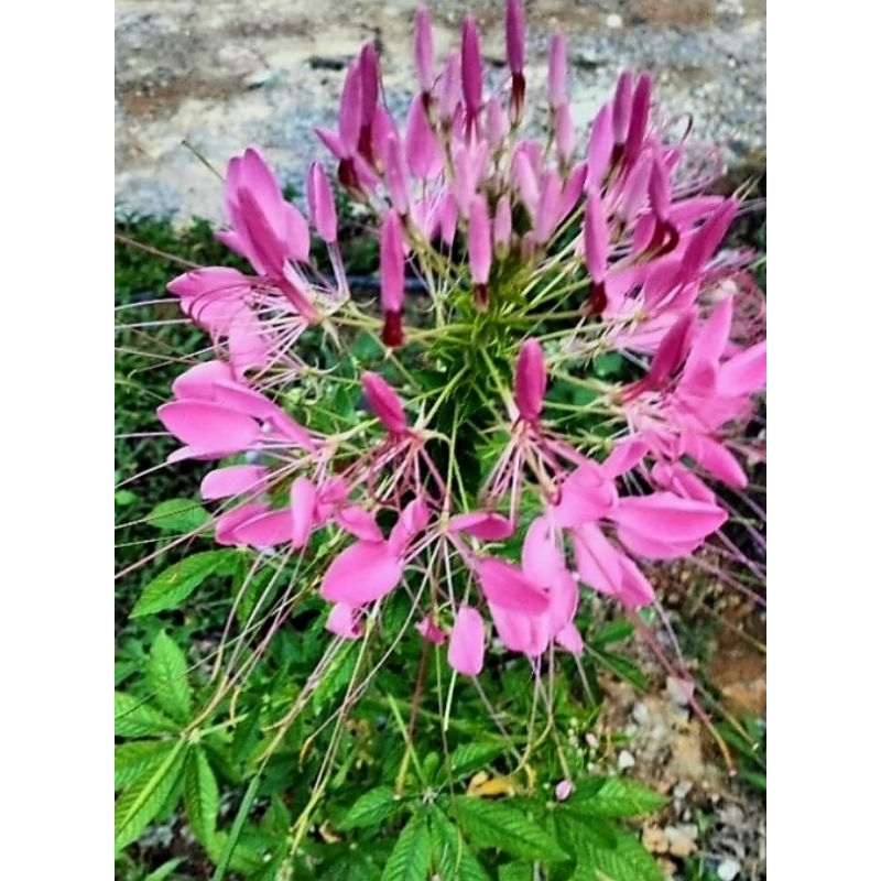 Biji benih pokok bunga maman liar 20 pcs | Shopee Malaysia