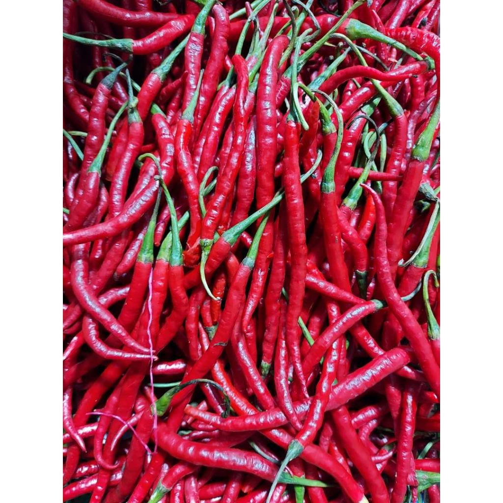 Biji Benih 🌶Cili Bara 🌶Cili Keriting 🌶Cili Kulai | Shopee Malaysia