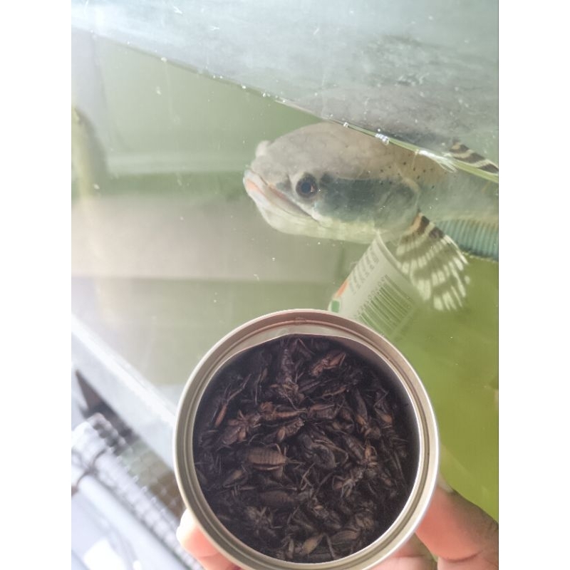 cengkerik dalam tin 35g | Shopee Malaysia