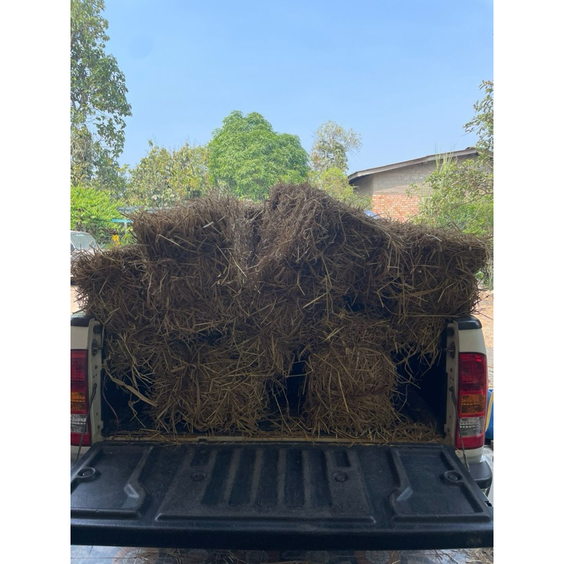 JERAMI PADI SEGAR 12-14kg | Shopee Malaysia