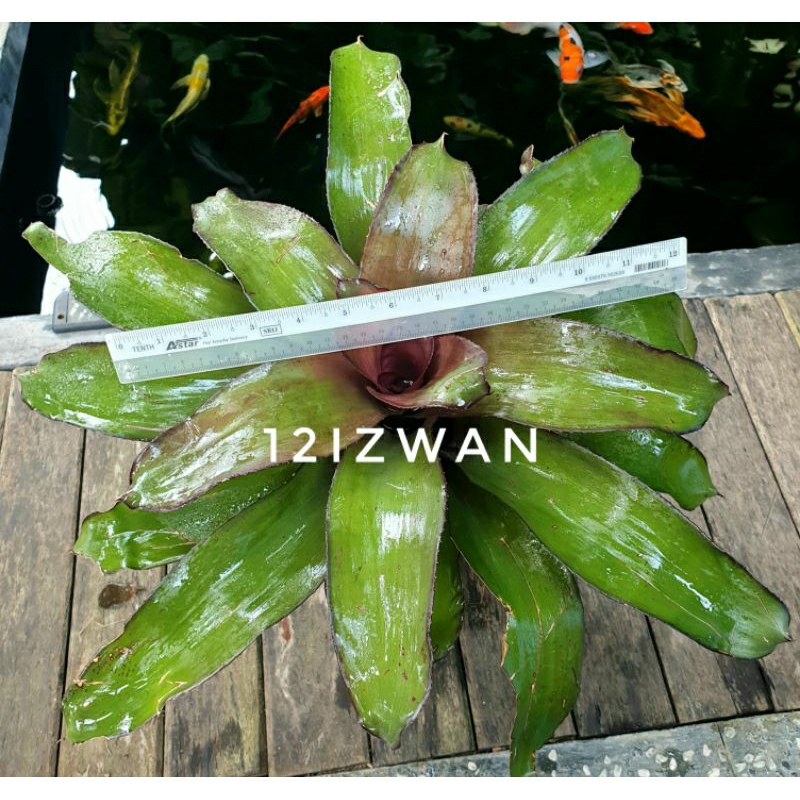 Bromeliad Hitam Purple ( Besar) | Shopee Malaysia