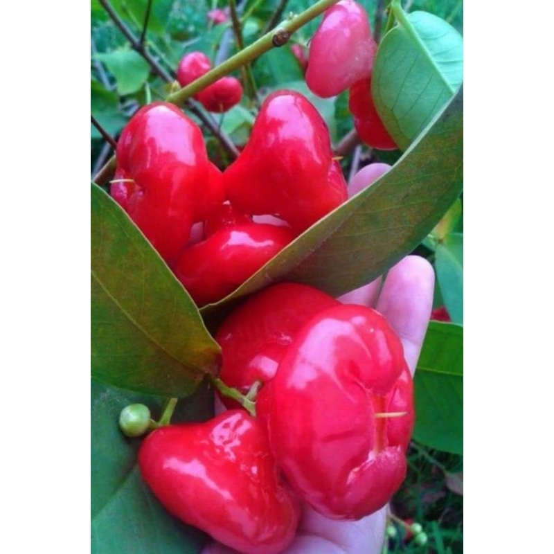Anak pokok jambu berteh merah/ jambu air merah | Shopee Malaysia