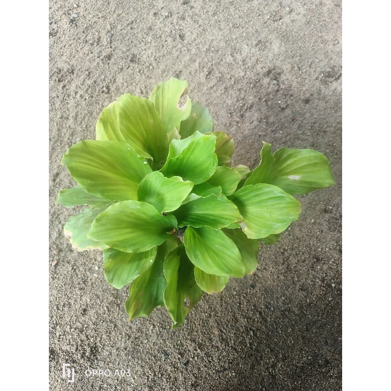 *POKOK CEKUR KAMPUNG* | Shopee Malaysia