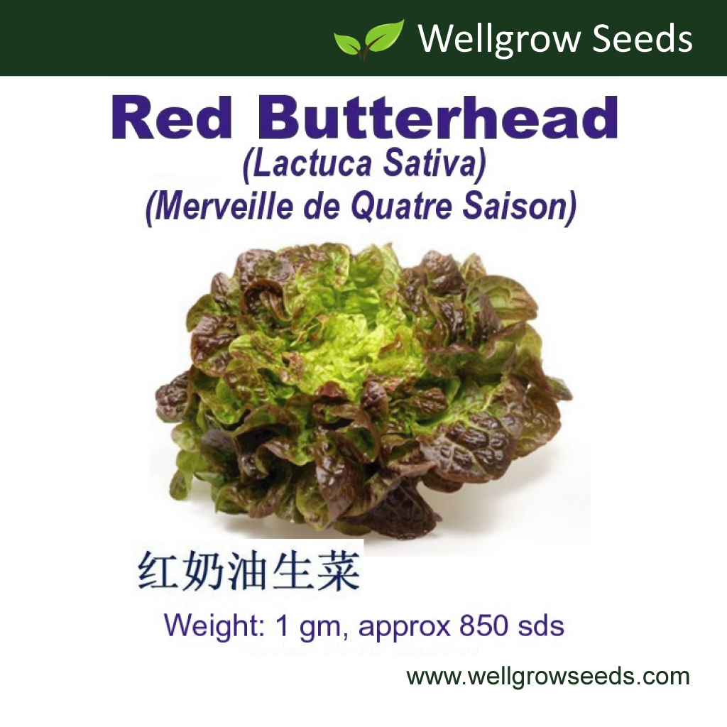 Lettuce Red Butterhead (Marvel of Four Seasons)(1gm, approx 850 sds ...