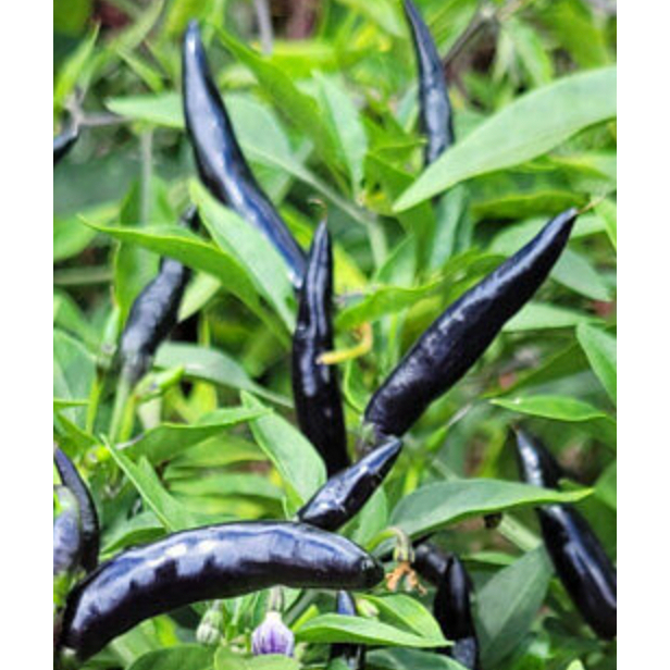 Biji Benih Cili Hitam Panjang Long Black Chili Seed Chilli Seed - 5 ...