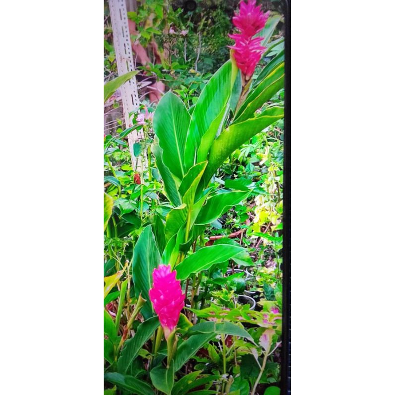 红姜花（Pokok Bunga Halia Merah) | Shopee Malaysia