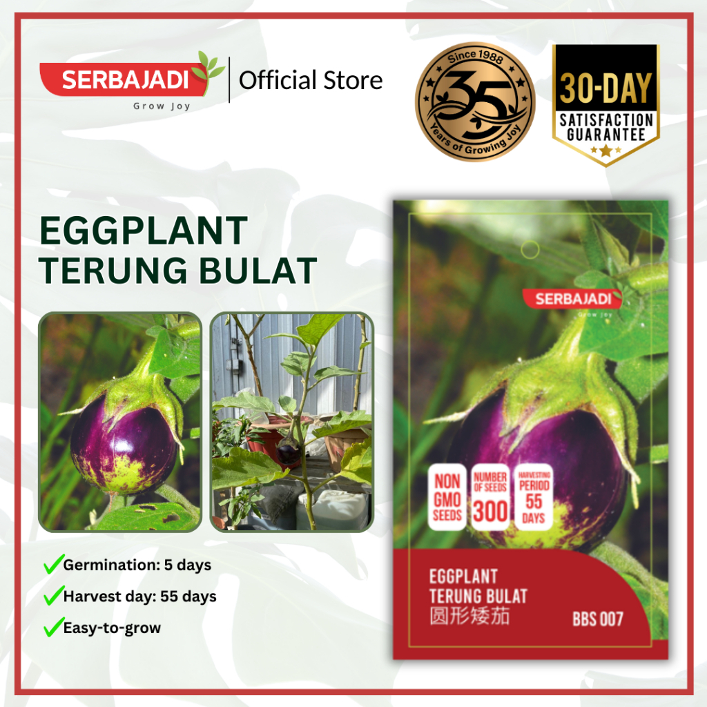 Biji Benih Sayur Terung Bulat - Vegetable Seed Eggplant SERBAJADI - 1g ...