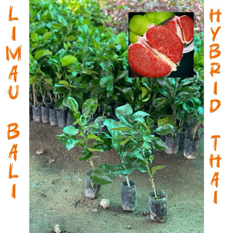 POKOK LIMAU BALI ISI MERAH THAI (HYBRID) / POKOK LIMAU BALI KAWIN CEPAT ...
