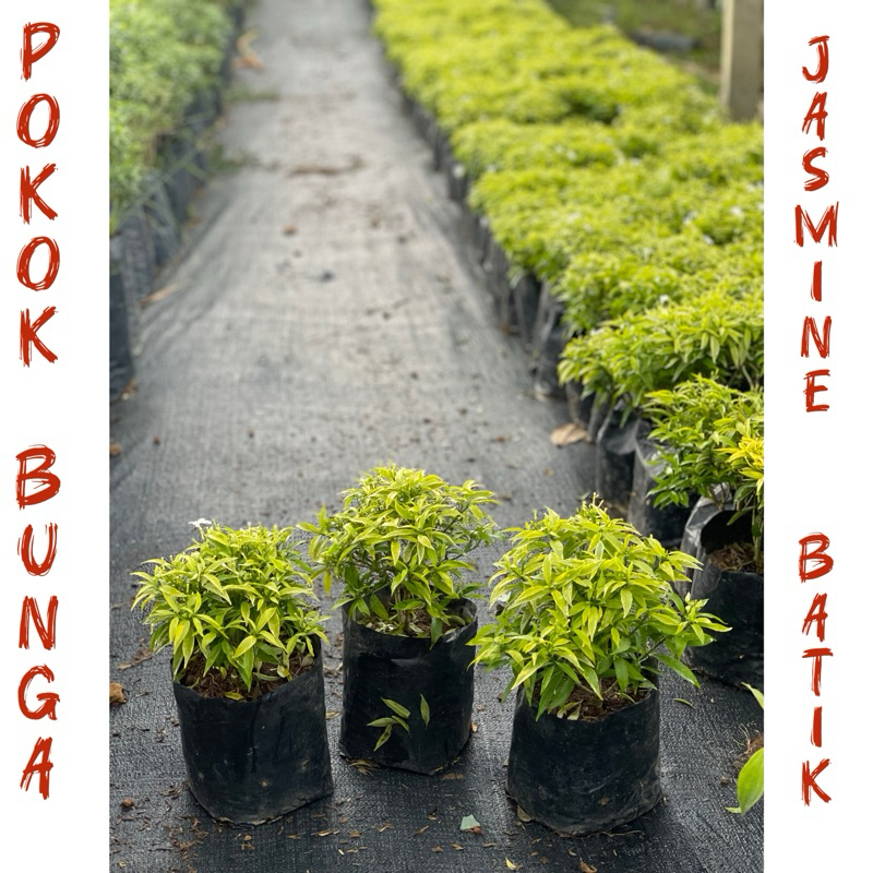 POKOK JASMINE BATIK / Ervatamia Dwarf Plant /Outdoor Plant / Dwarf ...