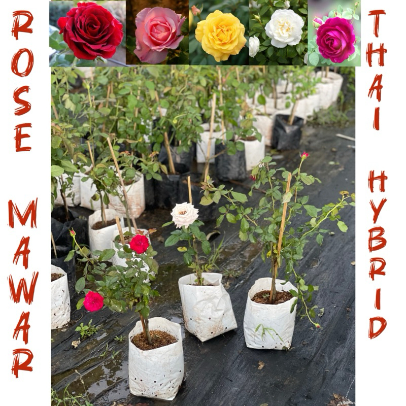 POKOK BUNGA ROSE MAWAR (WANGI) THAI GRAFTED ( KAWIN ) / ROSE MAWAR KAWIN TAHAN PANAS | Shopee ...