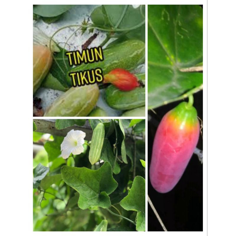 pokok timun tikus ulam sayur 1pokok dlm polibag | Shopee Malaysia