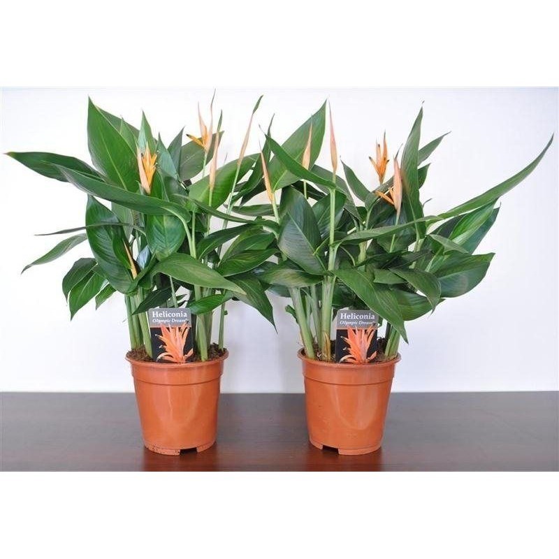 Pokok bunga sepit udang/Flower helconia/bird of paradise/Heliconia ...
