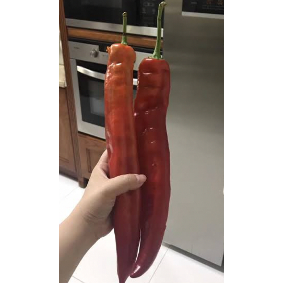 Biji Benih Besar Cili Giant Chilli Chili Seed 巨椒种子 - 10 Seed | Shopee ...