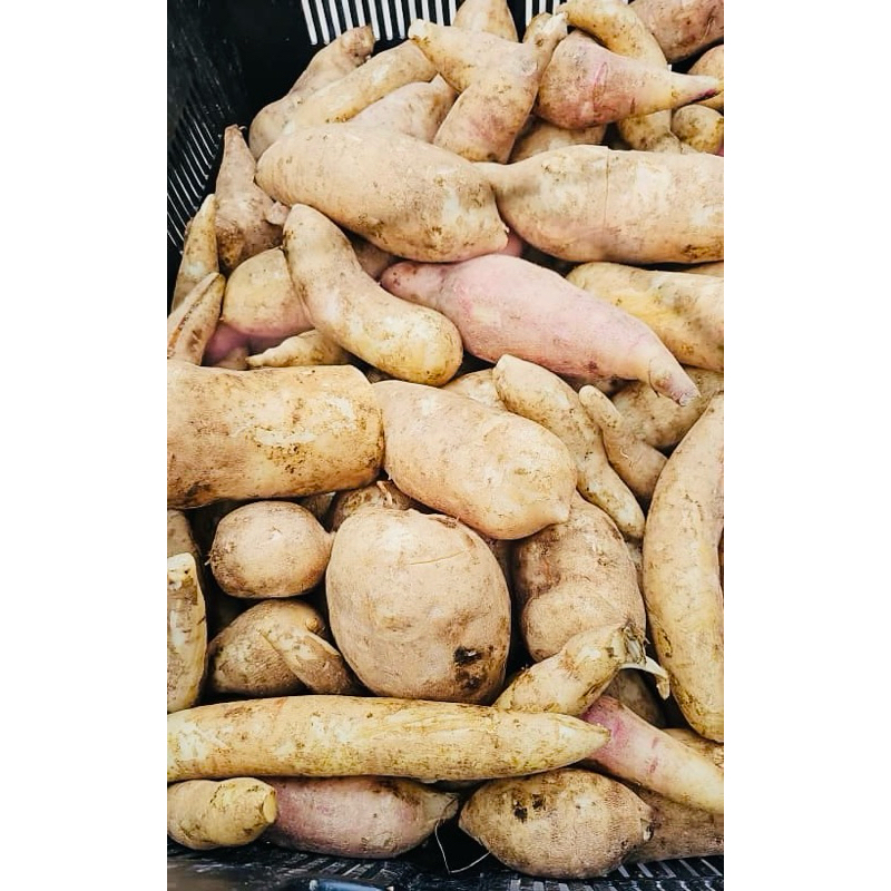 yacon( organic ) Cameron highlands | Shopee Malaysia