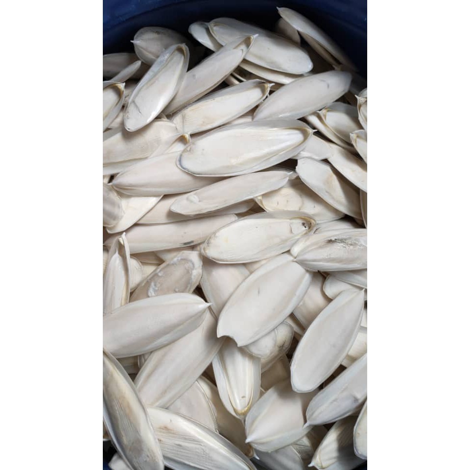 Cuttlefish Bone Natural Calcium Source 10g / 15g / 20g / 25g / 30g ...