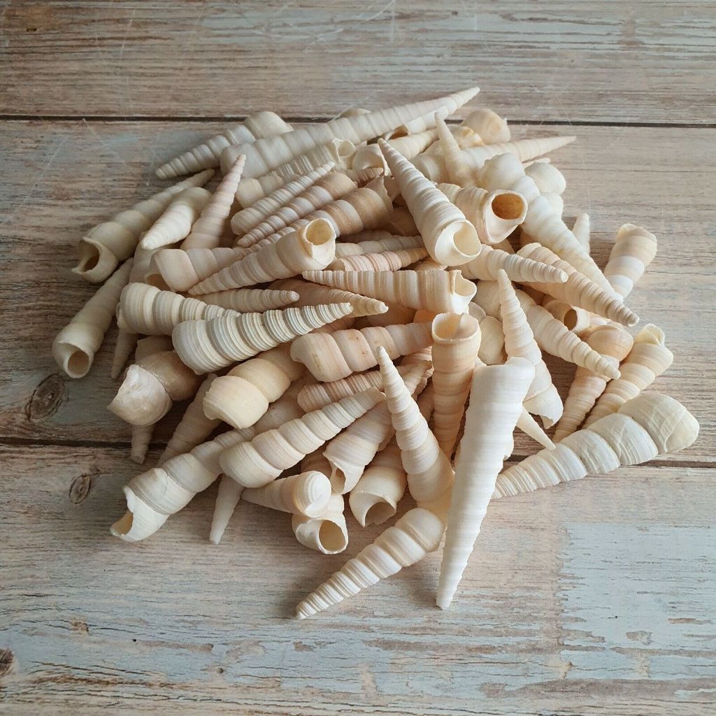 Off-White Turritella Shell Natural Beach Seashell for Craft | Shopee ...