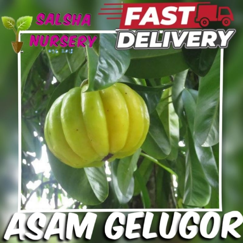 💥🔥 pokok ASAM GELUGOR | Asam keping Garcinia atroviridis cepat berbuah ...