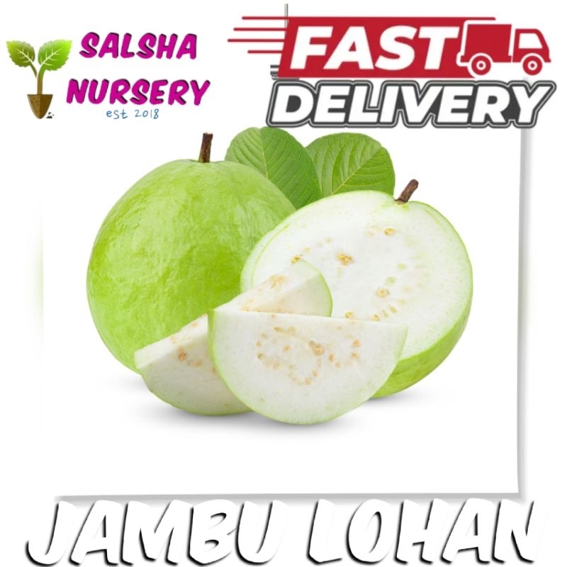 💥🔥 Pokok Jambu Lohan Hybrid cepat berbuah | Shopee Malaysia