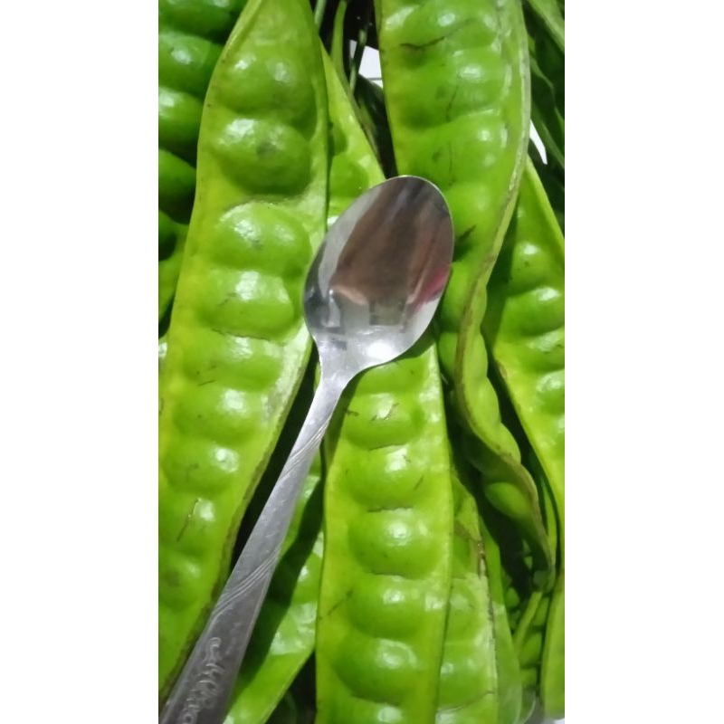 Petai Rm1.20satu papan | Shopee Malaysia