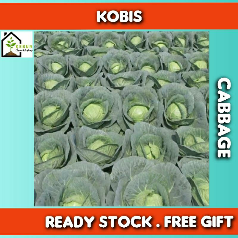 Biji benih Kobis 20 biji | Shopee Malaysia
