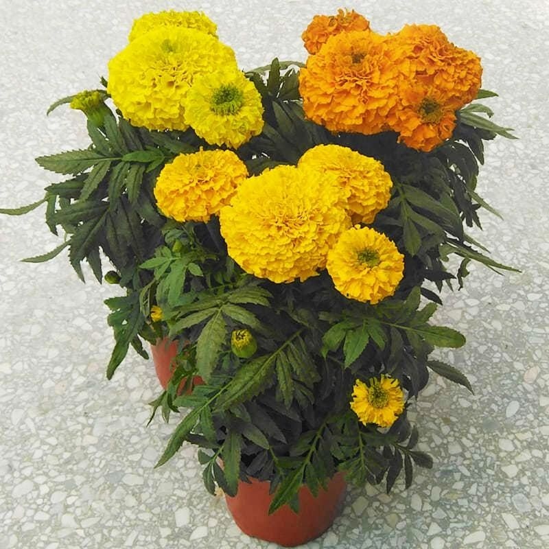 Anak Pokok Marigold Oren orange marigold plant | Shopee Malaysia