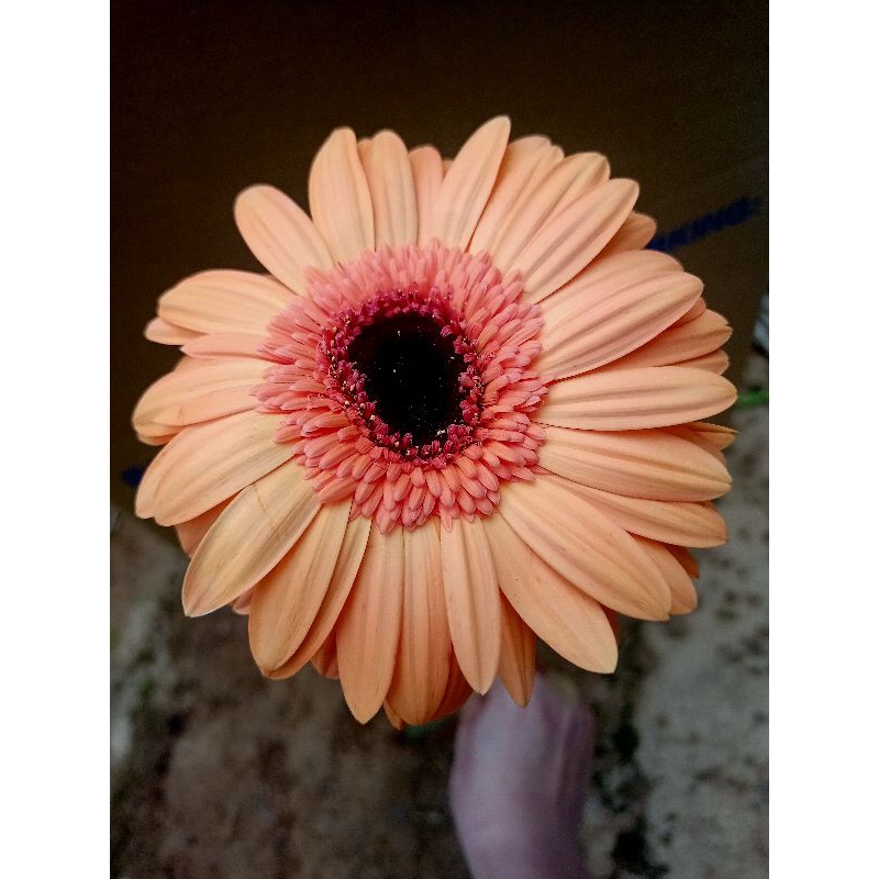 Fresh Gerbera/Daisy direct from farm of Cameron Highlands 非洲菊 Peach (10 stems/bundle) | Shopee ...